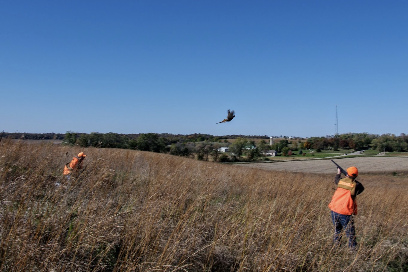 Magnolia Game Farm - Affordable Bird Hunting on Quality Habitat